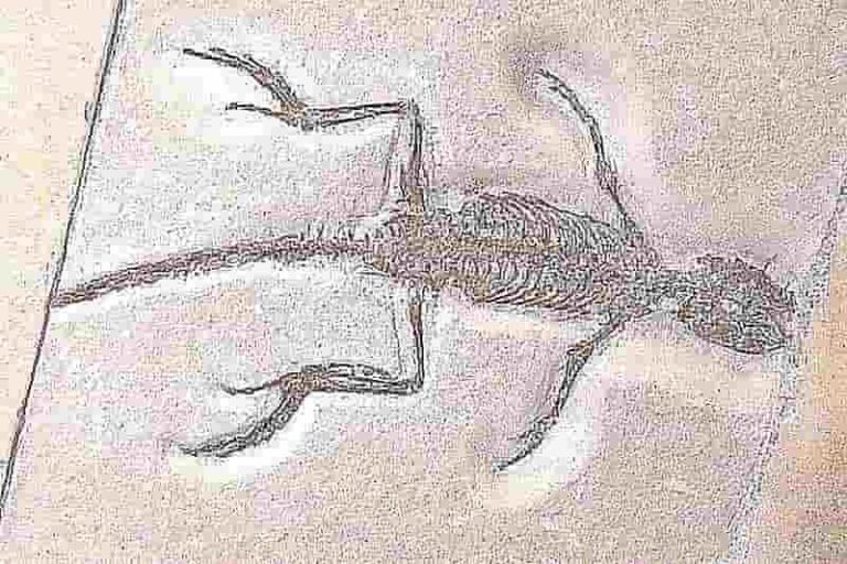 🥇 Imágenes y perfiles de reptiles prehistóricos - Maestros online 🥇