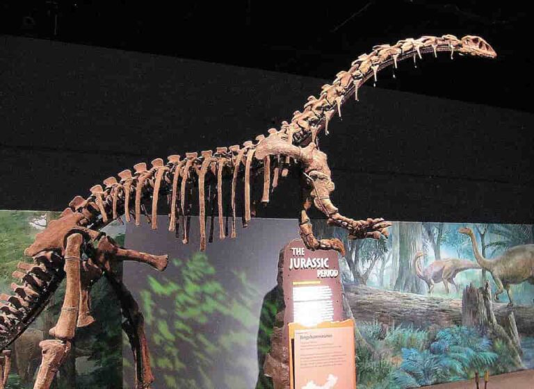 🥇 Imágenes y perfiles de dinosaurios prosaurópodos - Maestros online 🥇