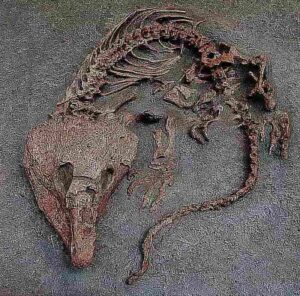 🥇 Imágenes y perfiles de reptiles prehistóricos - Maestros online 🥇