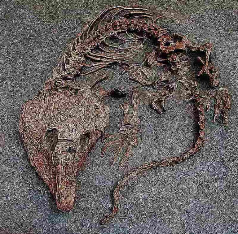 🥇 Imágenes y perfiles de reptiles prehistóricos - Maestros online 🥇