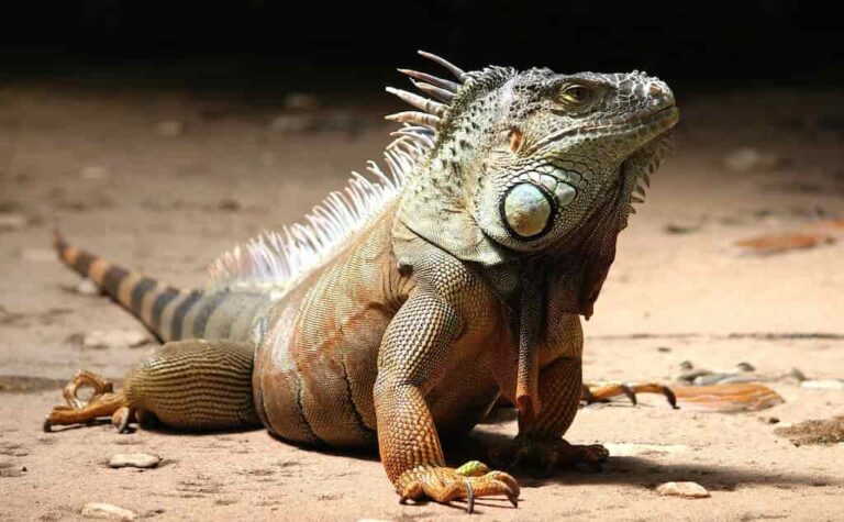 🥇 Imágenes y perfiles de reptiles prehistóricos - Maestros online 🥇