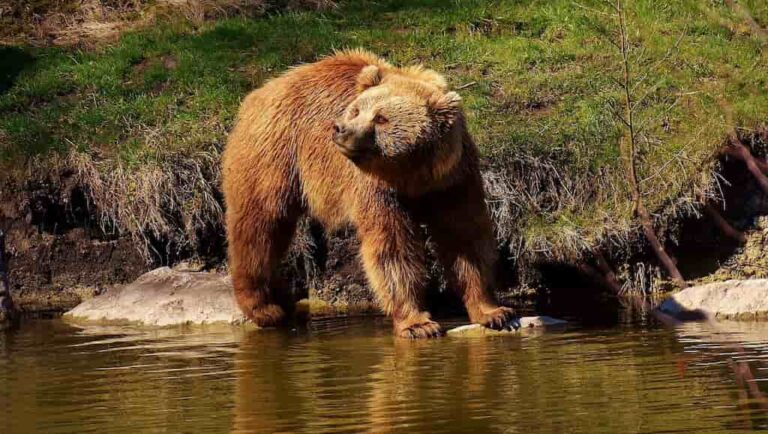 🥇 Datos del oso grizzly (Ursus arctos horribilis) - Maestros online 🥇